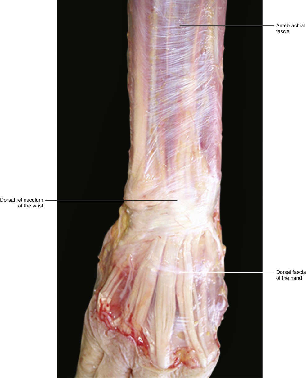 Functional Atlas of the Human Fascial System