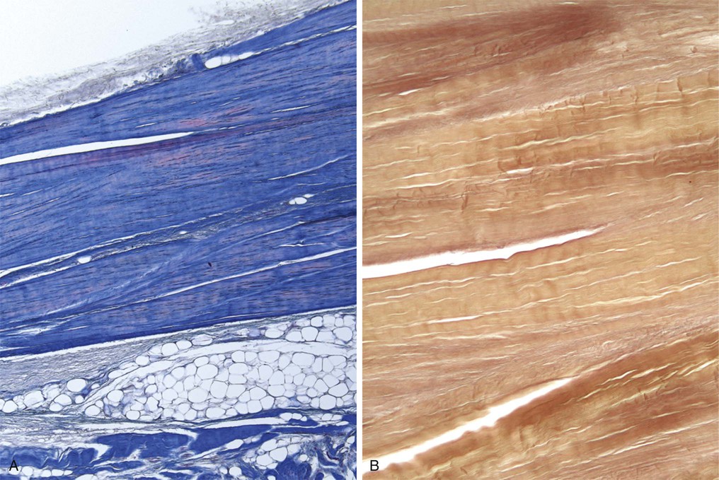 Functional Atlas of the Human Fascial System