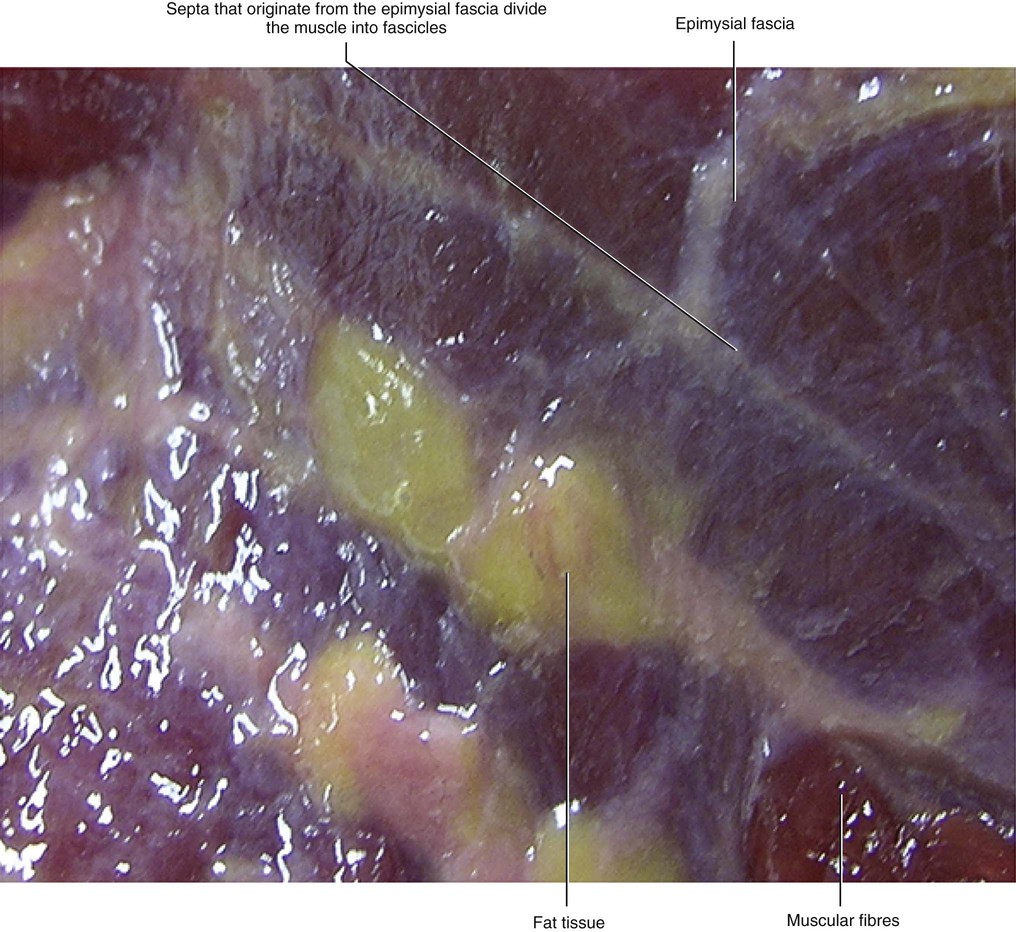 Functional Atlas of the Human Fascial System