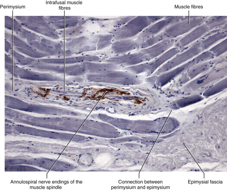 Functional Atlas of the Human Fascial System