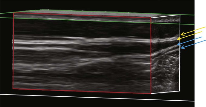 Functional Atlas of the Human Fascial System