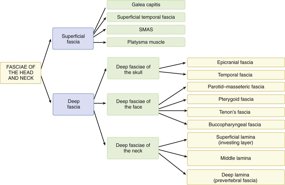 Functional Atlas of the Human Fascial System
