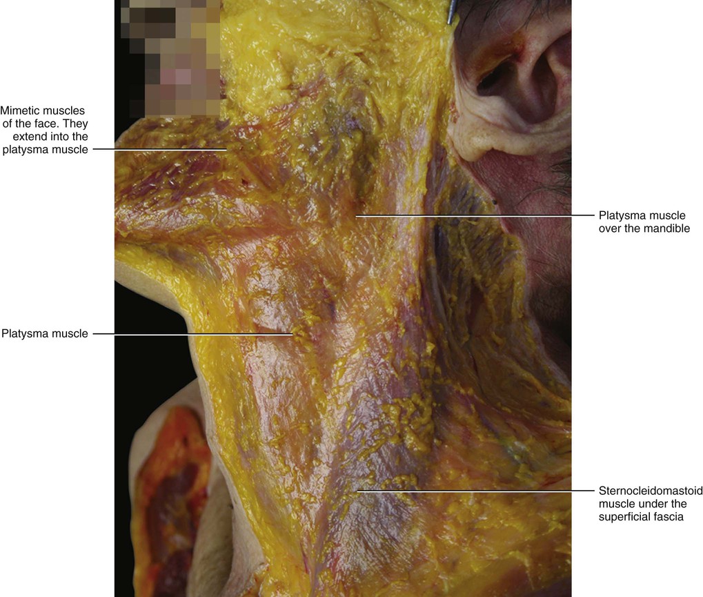 Functional Atlas of the Human Fascial System