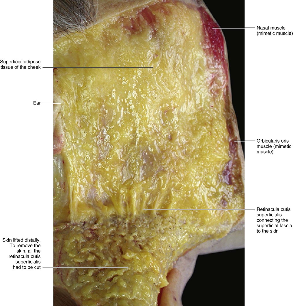 Functional Atlas of the Human Fascial System