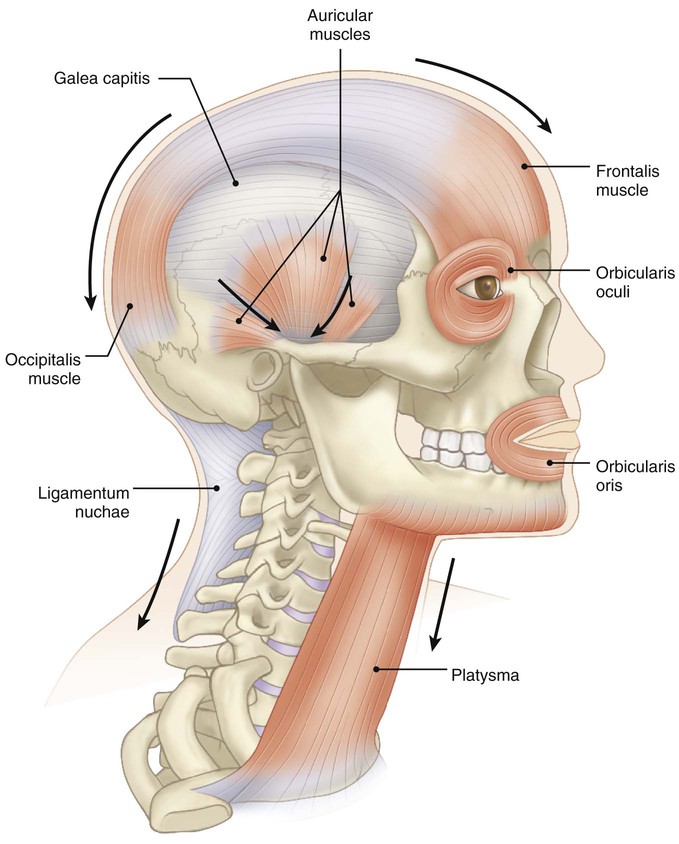 Functional Atlas of the Human Fascial System