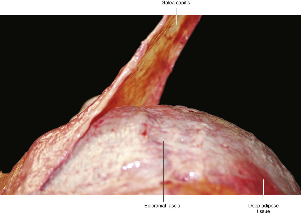 Functional Atlas of the Human Fascial System