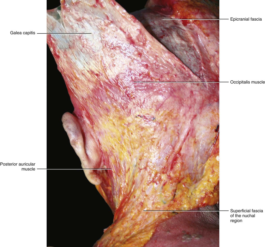 Functional Atlas of the Human Fascial System