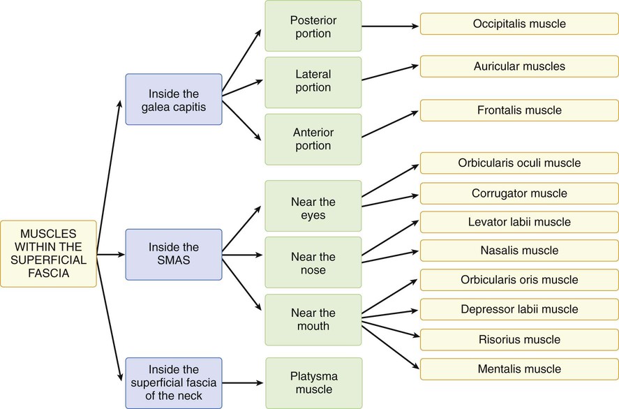 Functional Atlas of the Human Fascial System