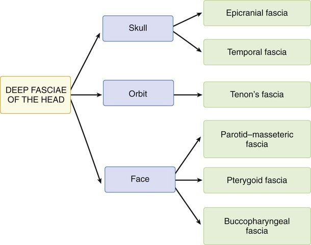 Functional Atlas of the Human Fascial System