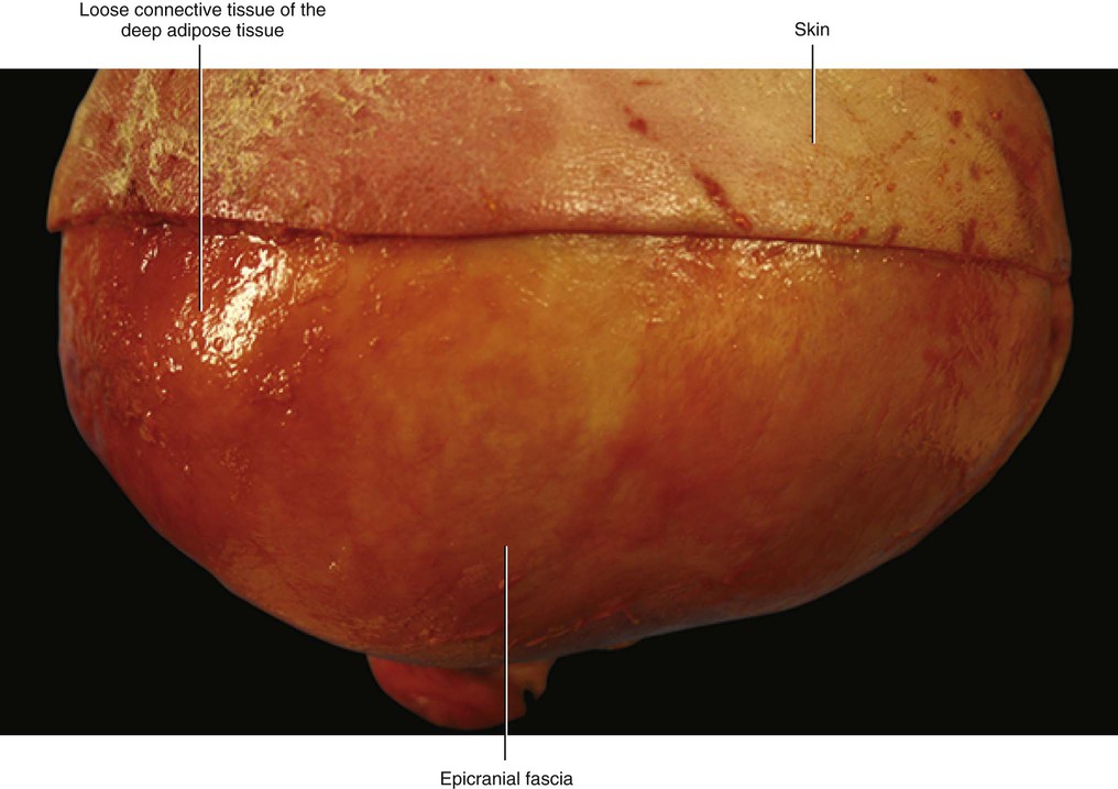Functional Atlas of the Human Fascial System