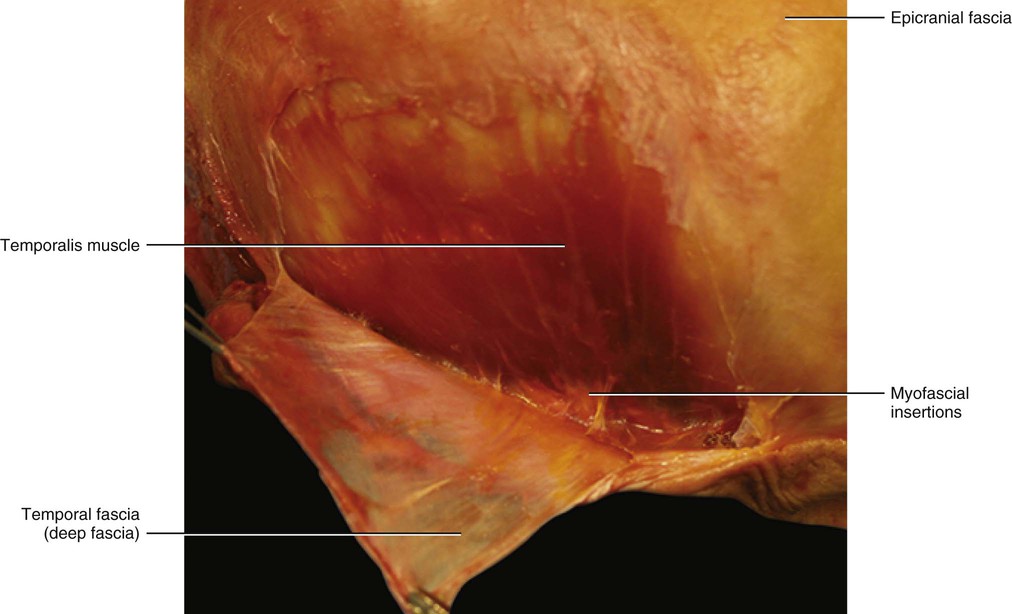 Functional Atlas of the Human Fascial System