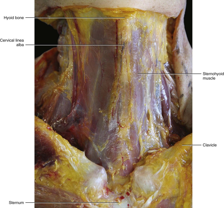 Functional Atlas of the Human Fascial System