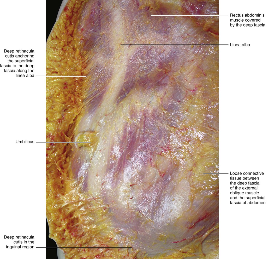 Functional Atlas of the Human Fascial System