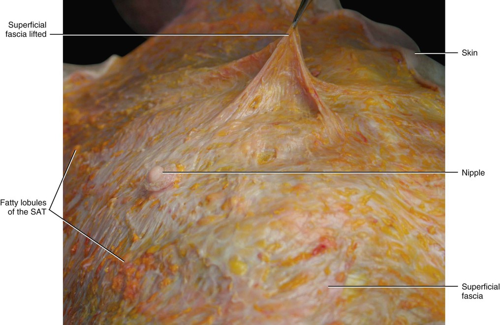 Functional Atlas of the Human Fascial System