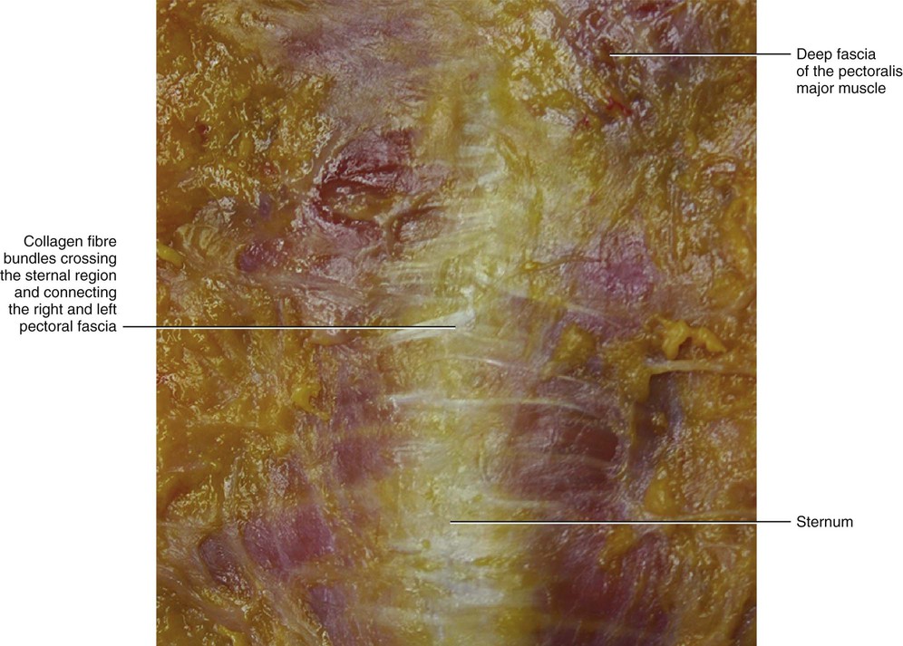 Functional Atlas of the Human Fascial System