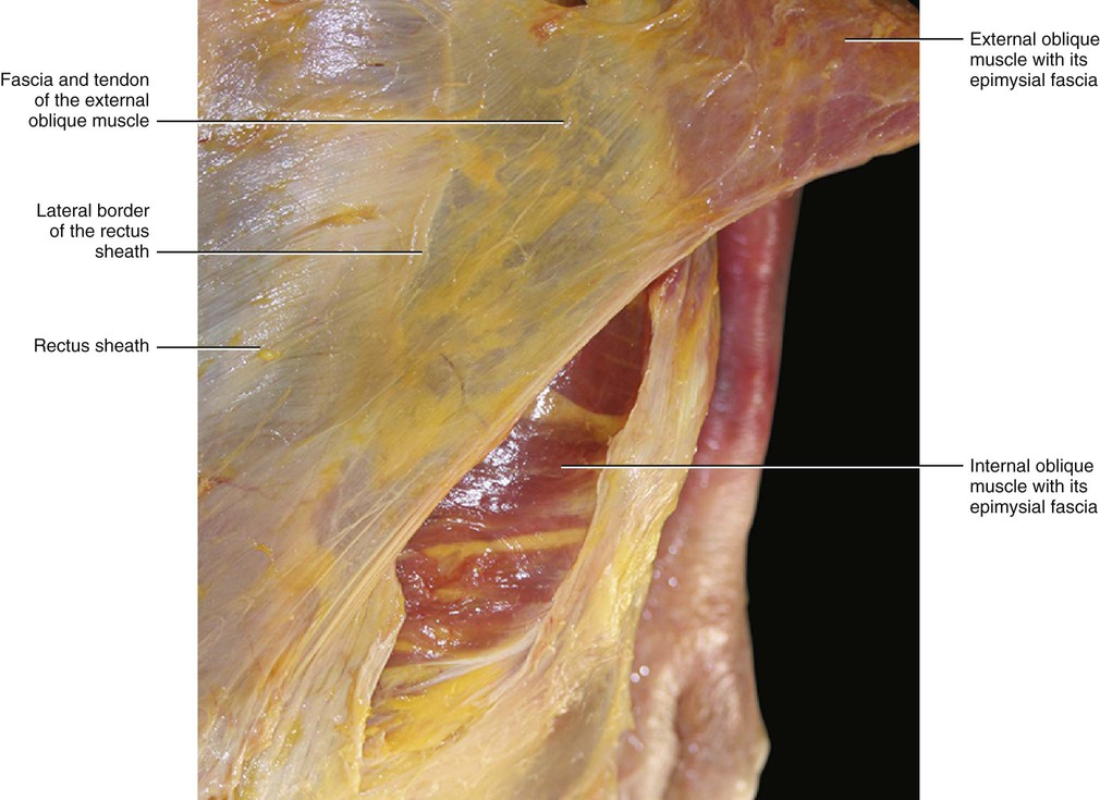Functional Atlas of the Human Fascial System