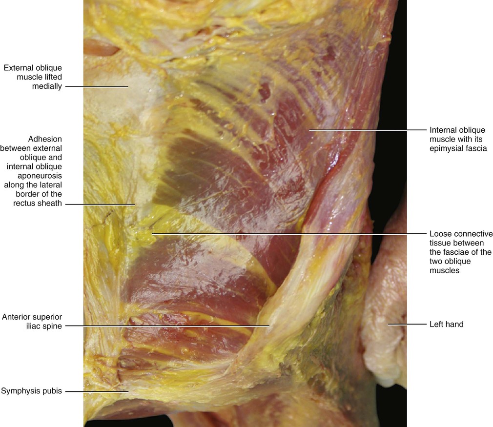 Functional Atlas of the Human Fascial System