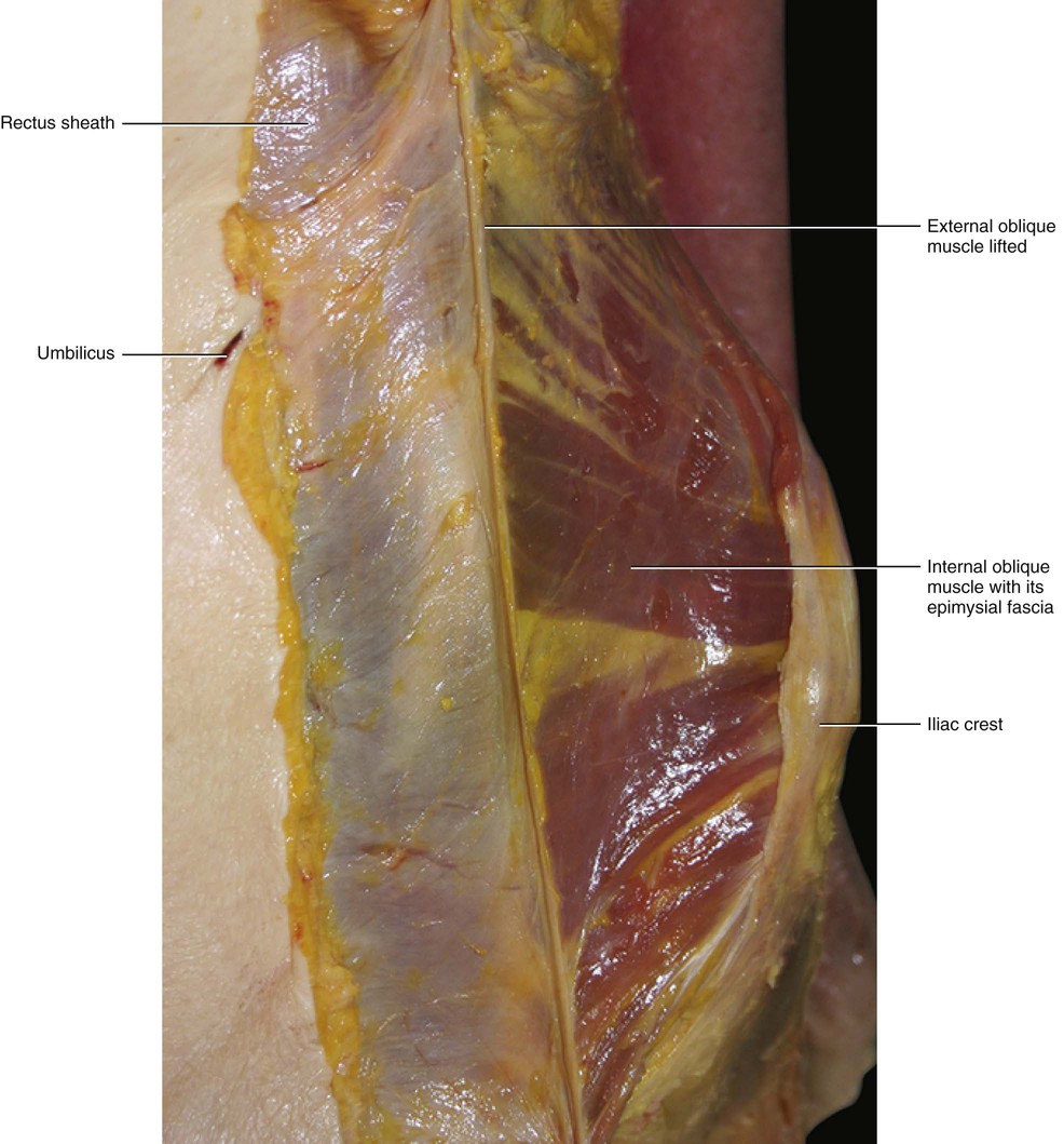 Functional Atlas of the Human Fascial System
