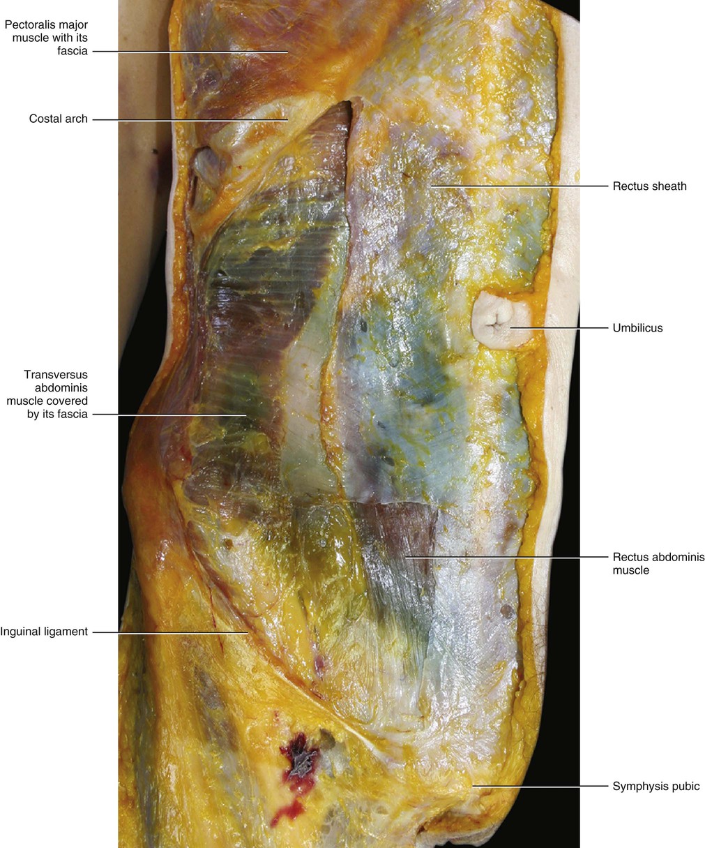Functional Atlas of the Human Fascial System