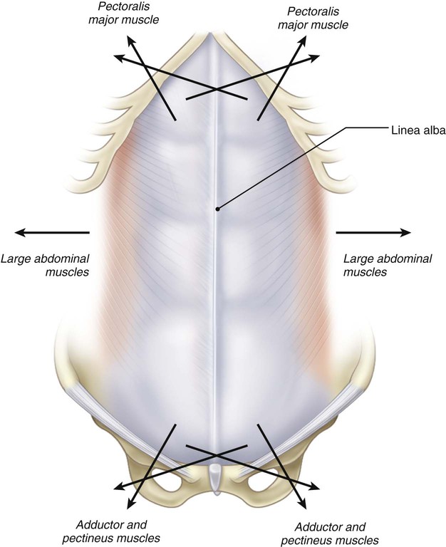 Functional Atlas of the Human Fascial System