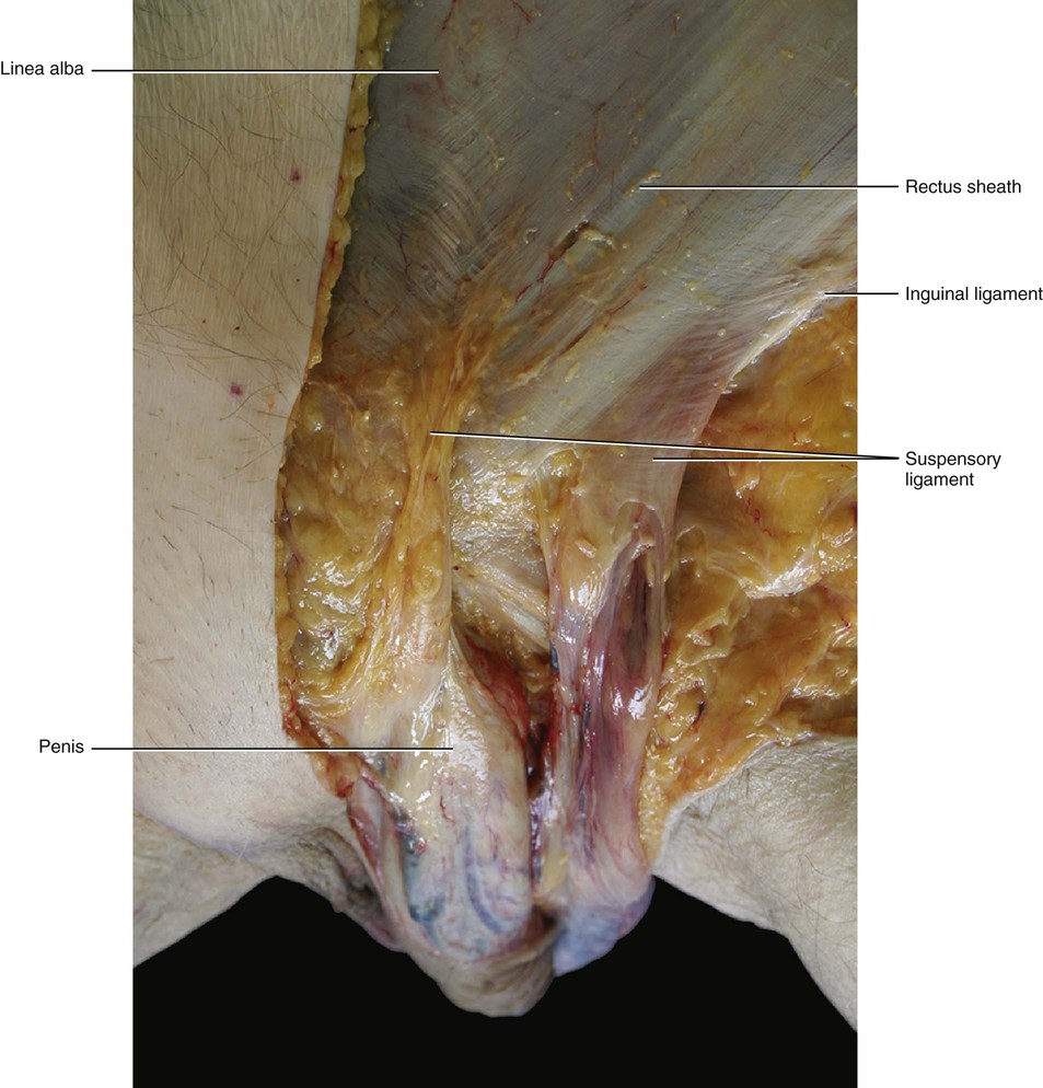 Functional Atlas of the Human Fascial System