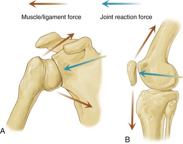 Basic Concepts in Biomechanics