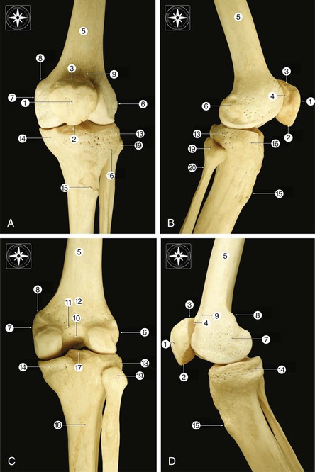 Knee Anatomy and Biomechanics of the Knee