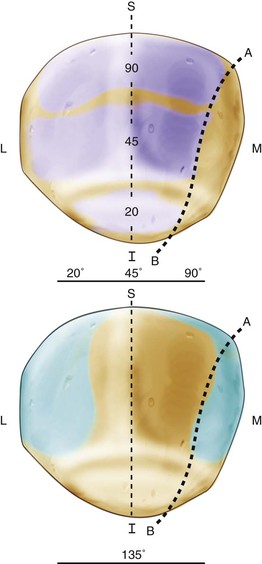 Knee Anatomy and Biomechanics of the Knee