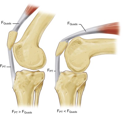 Knee Anatomy and Biomechanics of the Knee