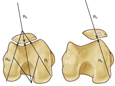 Knee Anatomy and Biomechanics of the Knee