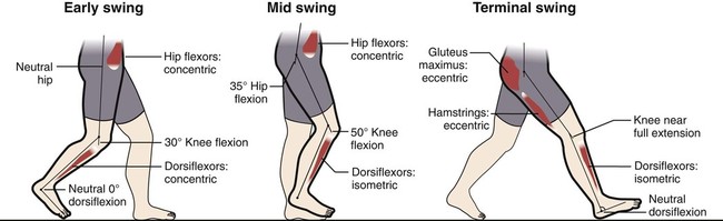 Essentials of Kinesiology for the Physical Therapist Assistant