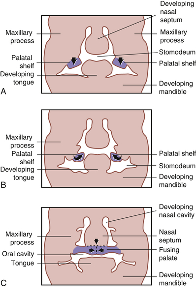 Illustrated Dental Embryology, Histology, and Anatomy