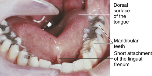 Illustrated Dental Embryology, Histology, and Anatomy