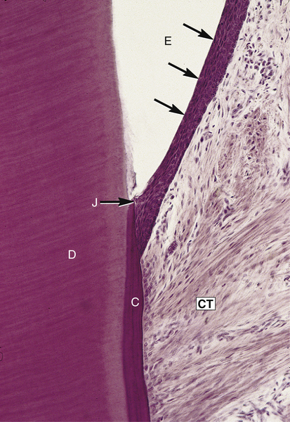 Illustrated Dental Embryology, Histology, and Anatomy