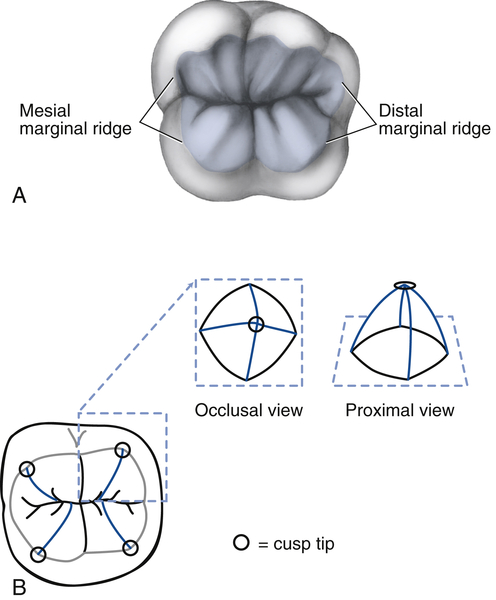 Illustrated Dental Embryology, Histology, and Anatomy