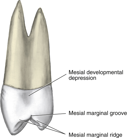 Illustrated Dental Embryology, Histology, and Anatomy