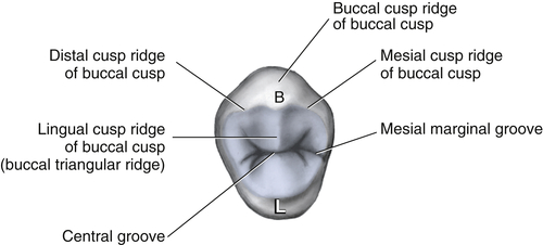 Illustrated Dental Embryology, Histology, and Anatomy