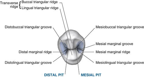 Illustrated Dental Embryology, Histology, and Anatomy