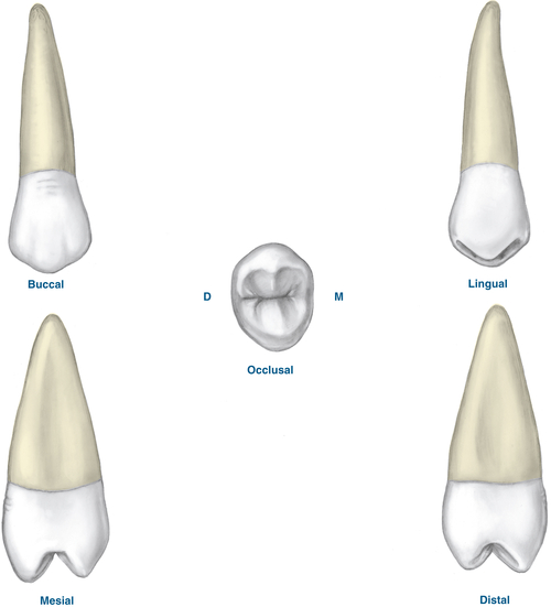 Illustrated Dental Embryology, Histology, and Anatomy