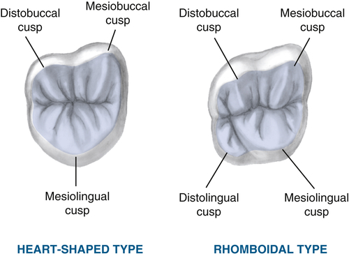 Illustrated Dental Embryology, Histology, and Anatomy