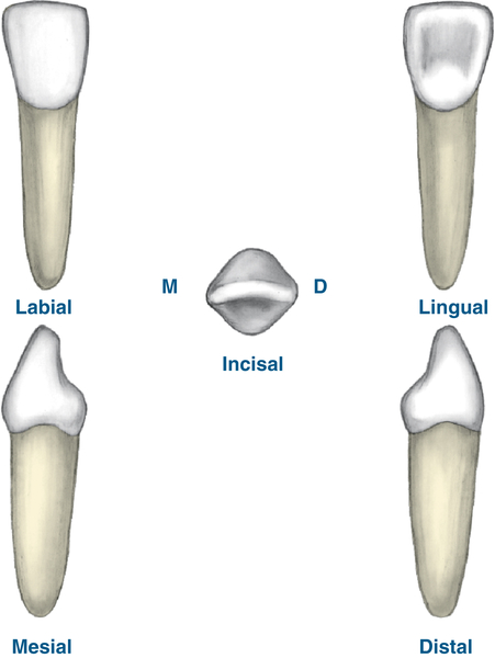 Illustrated Dental Embryology, Histology, and Anatomy