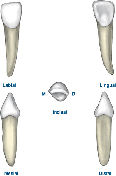 Illustrated Dental Embryology, Histology, and Anatomy