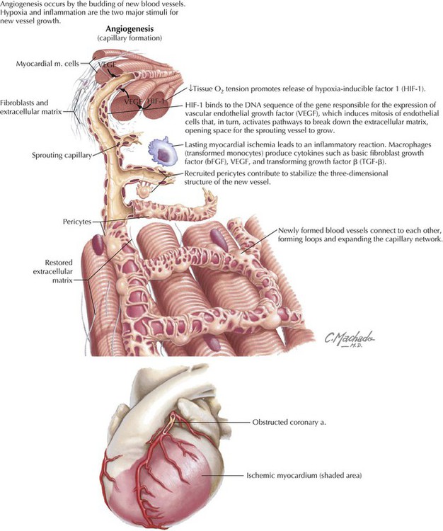 Netter's Clinical Anatomy