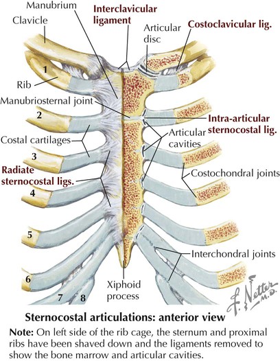 Netter's Clinical Anatomy
