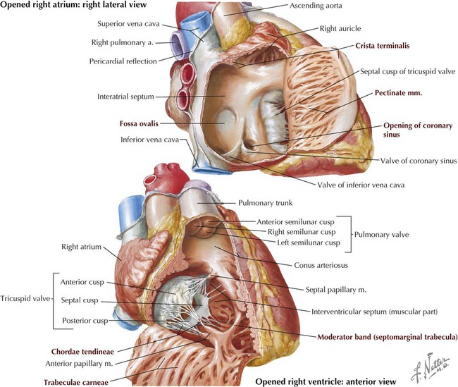 Netter's Clinical Anatomy
