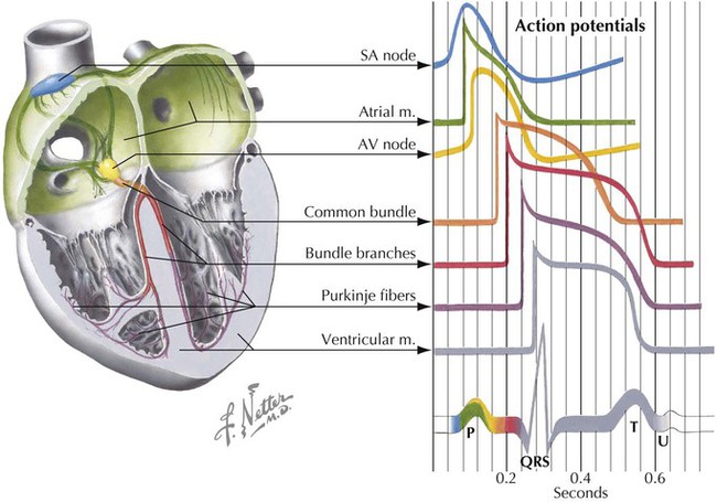 Netter's Clinical Anatomy