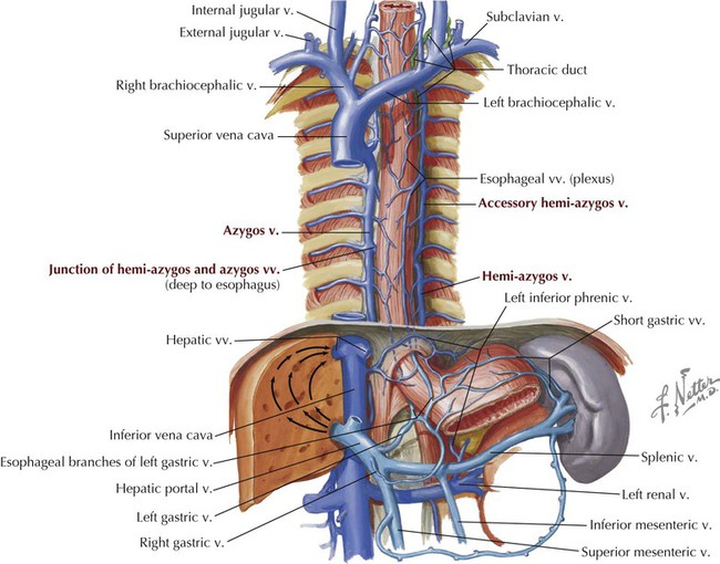 Netter's Clinical Anatomy