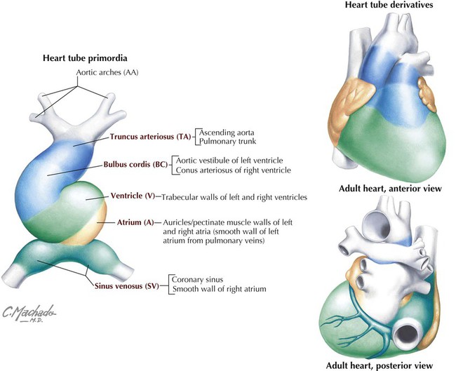 Netter's Clinical Anatomy