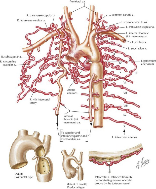 Netter's Clinical Anatomy