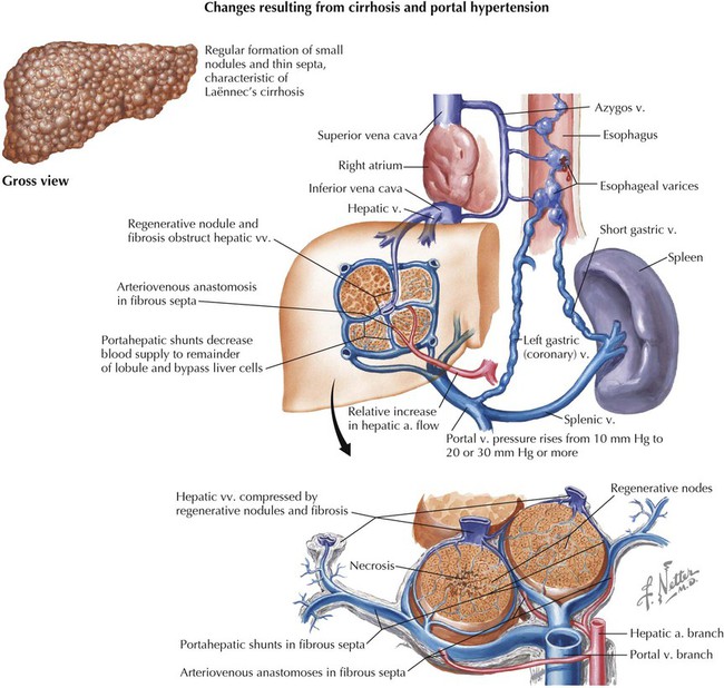 Netter's Clinical Anatomy